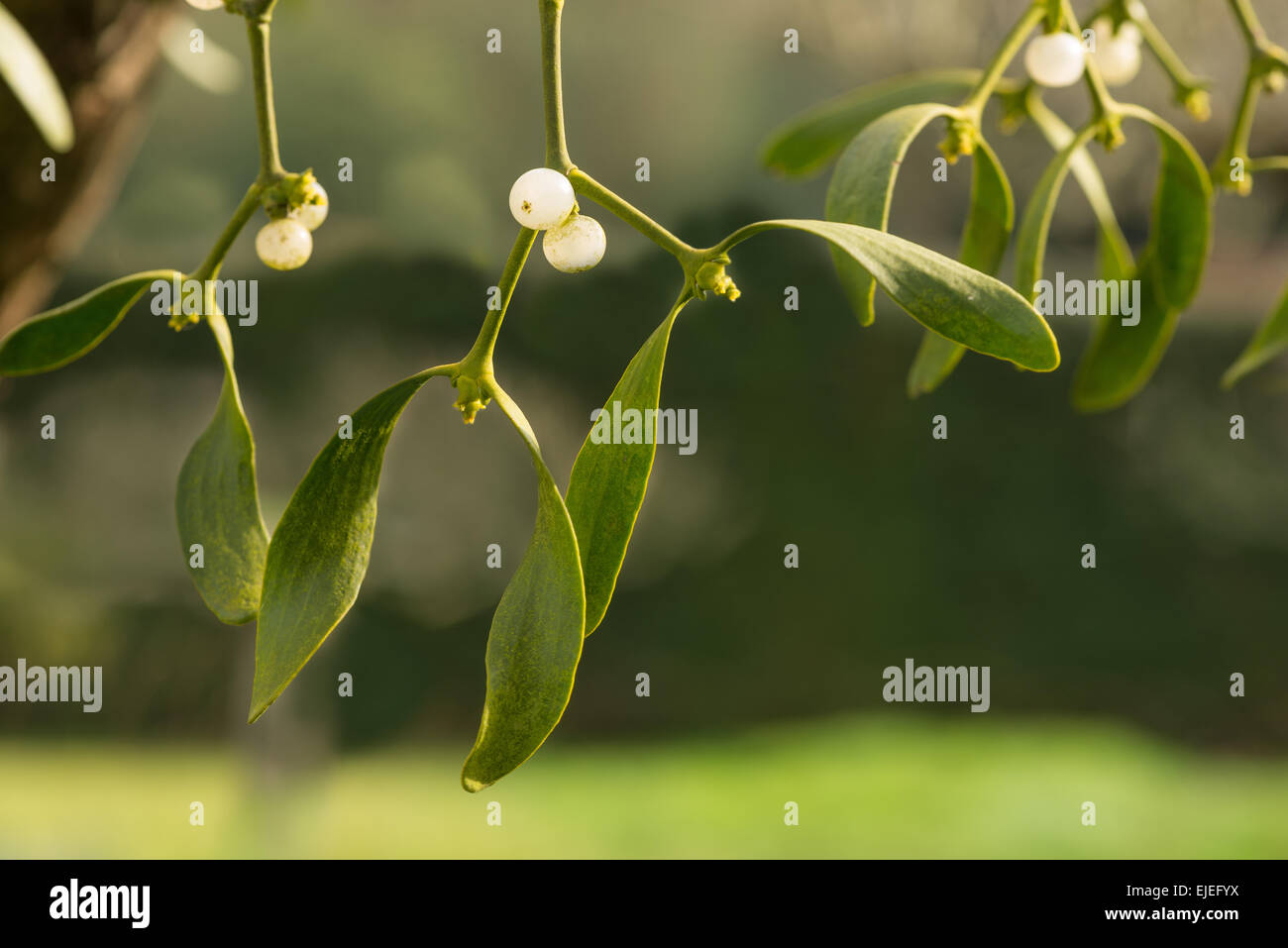 two white pearl like berries of the mistletoe hanging in a mass of ...