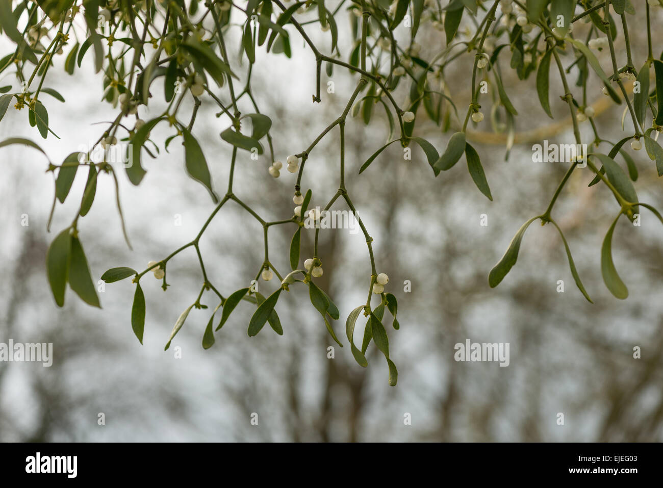 pearl like berries of the mistletoe hanging in a mass of intertwined ...