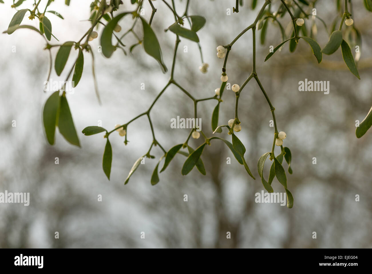 pearl like berries of the mistletoe hanging in a mass of intertwined ...