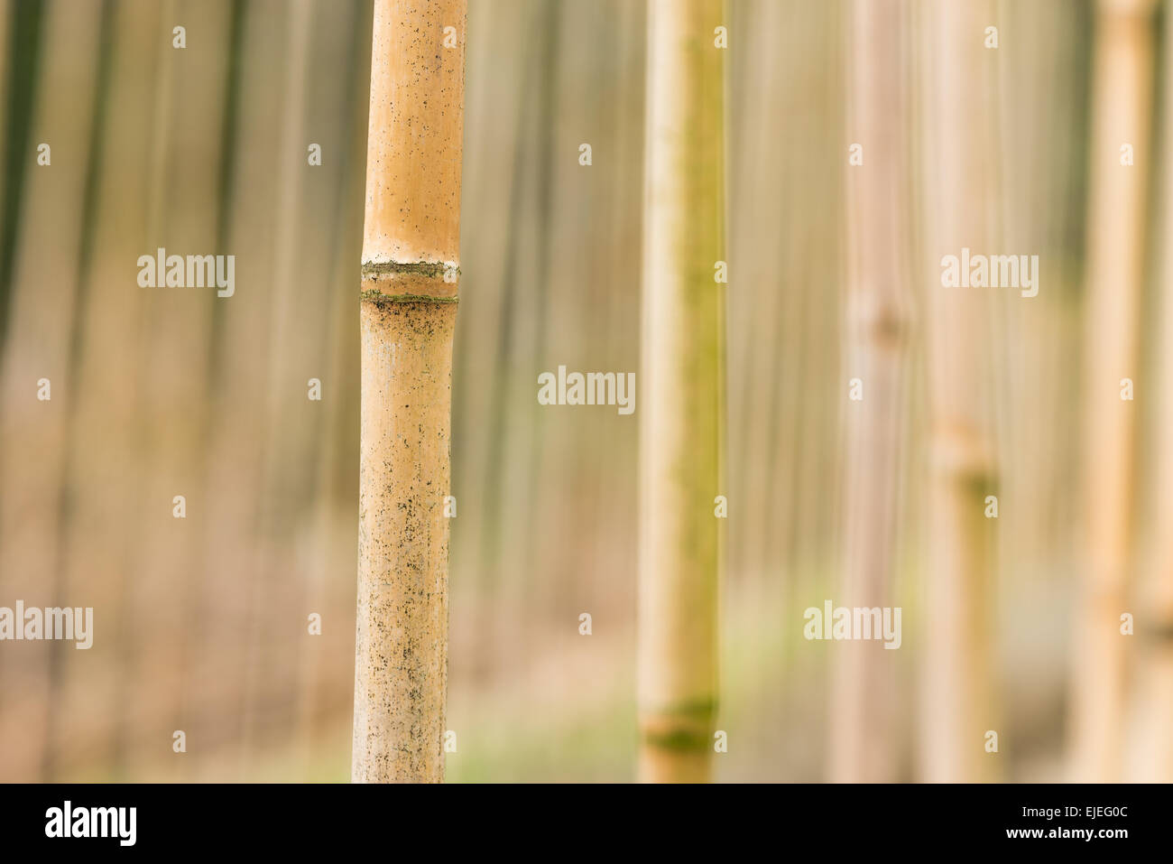 wall fence of bamboo canes in a row as a border and barrier creating ...