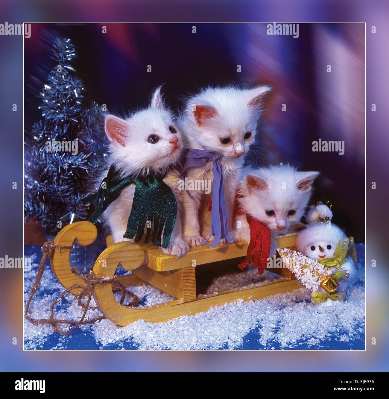 Three white kitten on a sled Stock Photo - Alamy