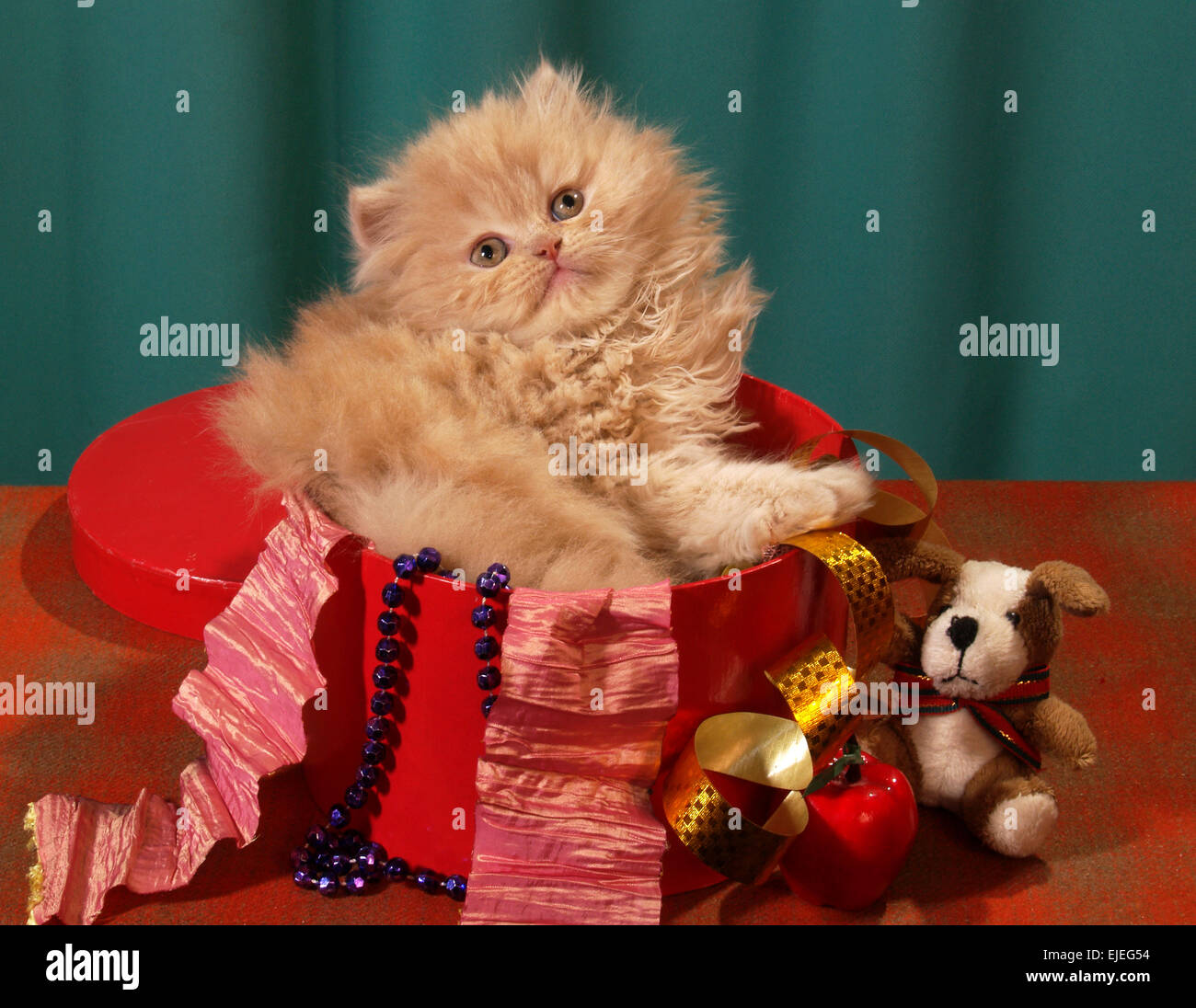 Kitten in the red box Stock Photo - Alamy