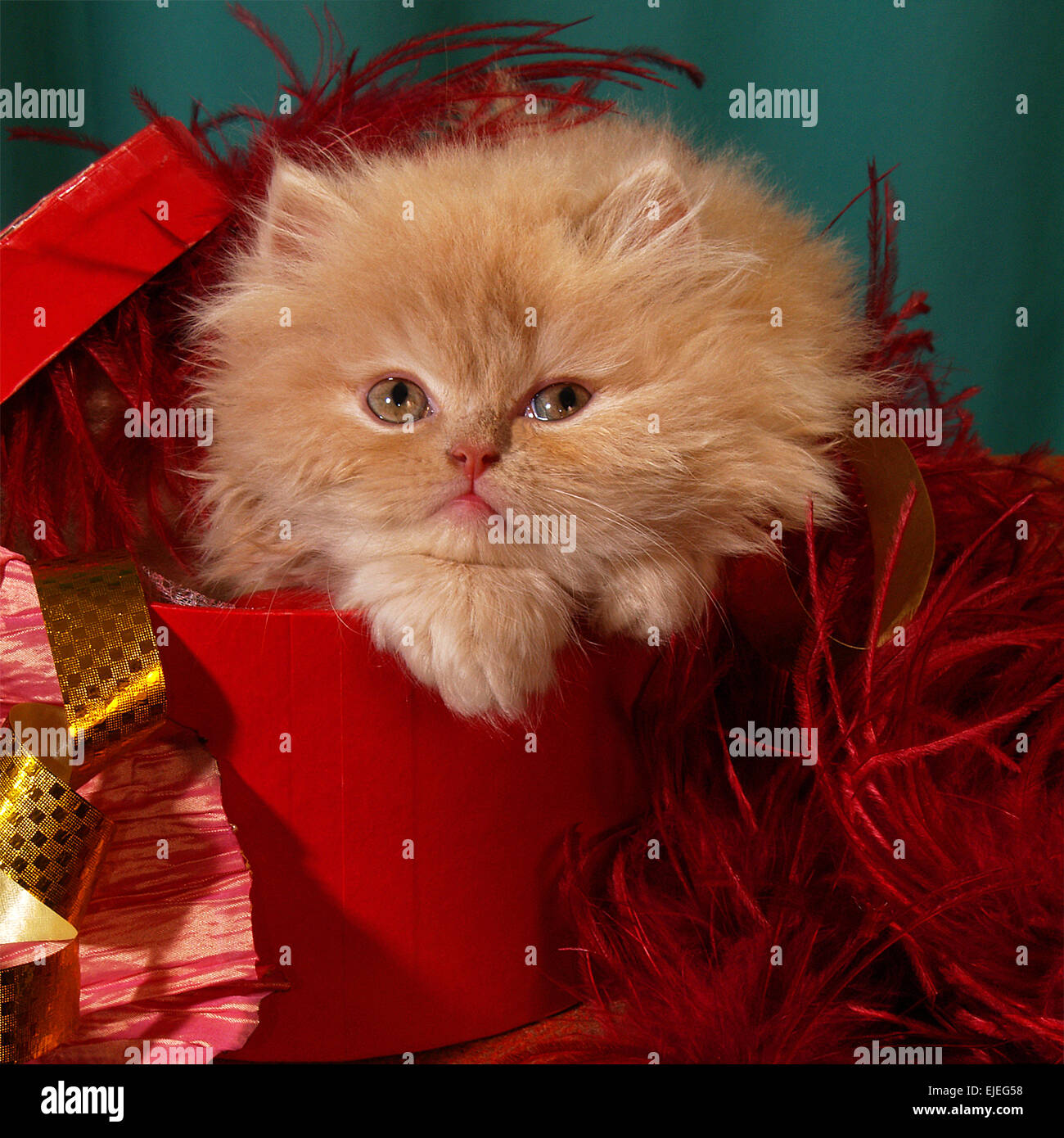 Kitten in the red box Stock Photo - Alamy