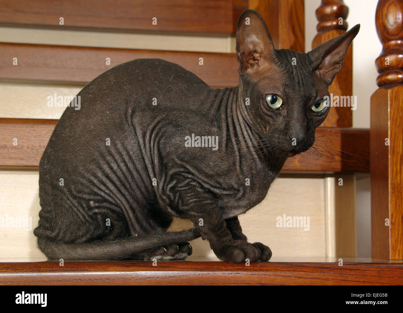 Sphynx cat hi-res stock photography and images - Alamy