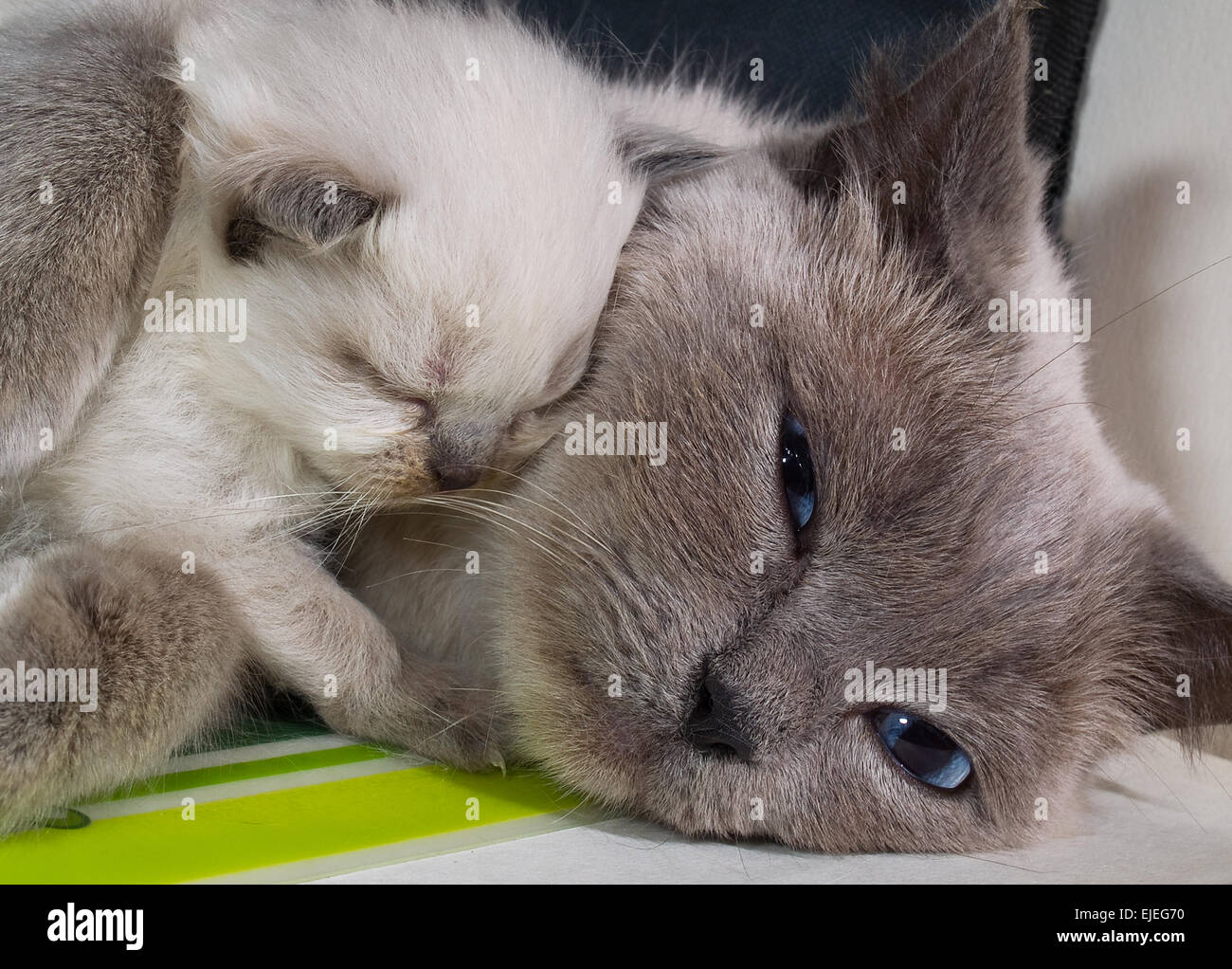 Cat and kitten Stock Photo - Alamy