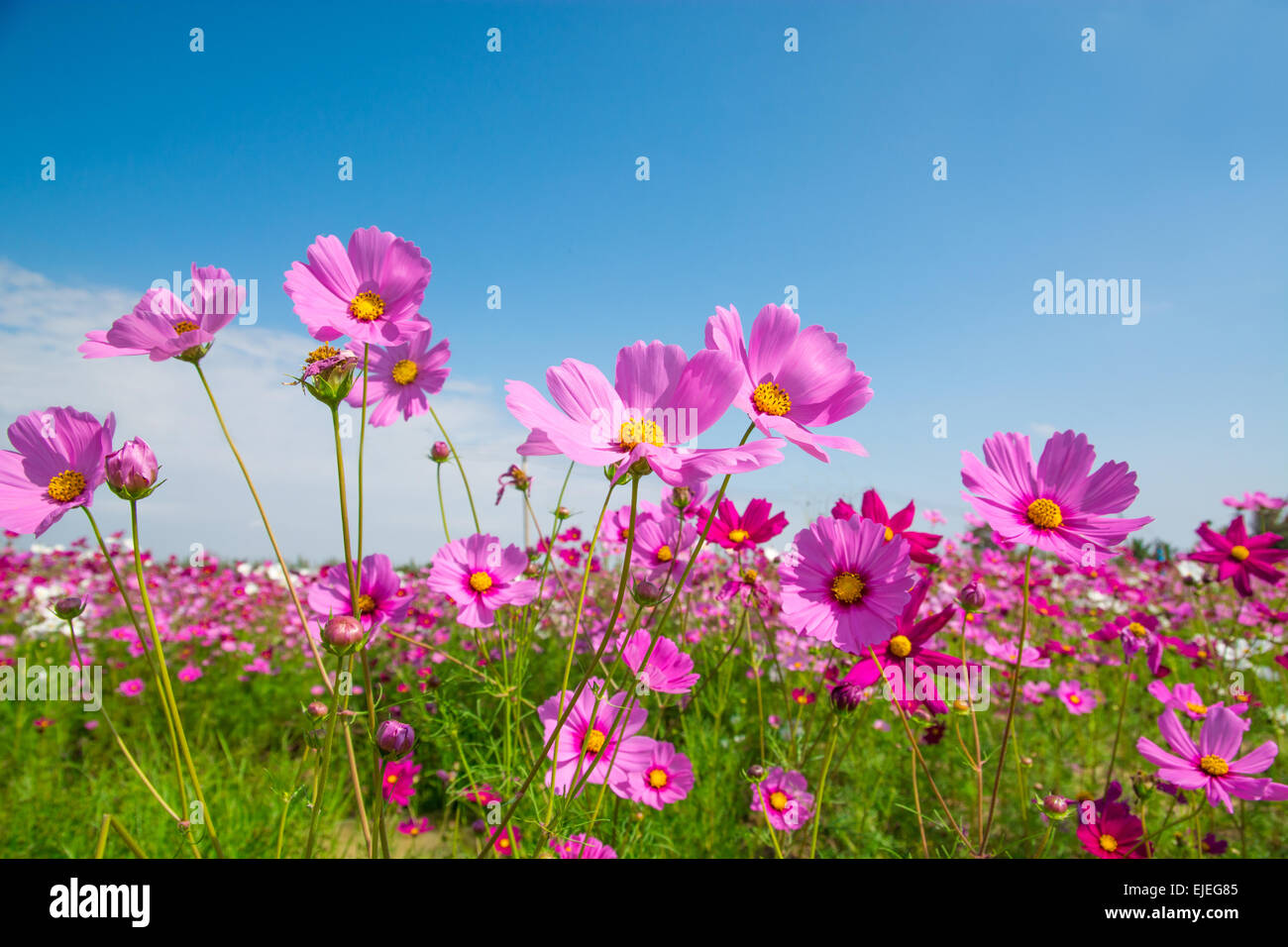 Cosmos flower with blue sky Stock Photo - Alamy
