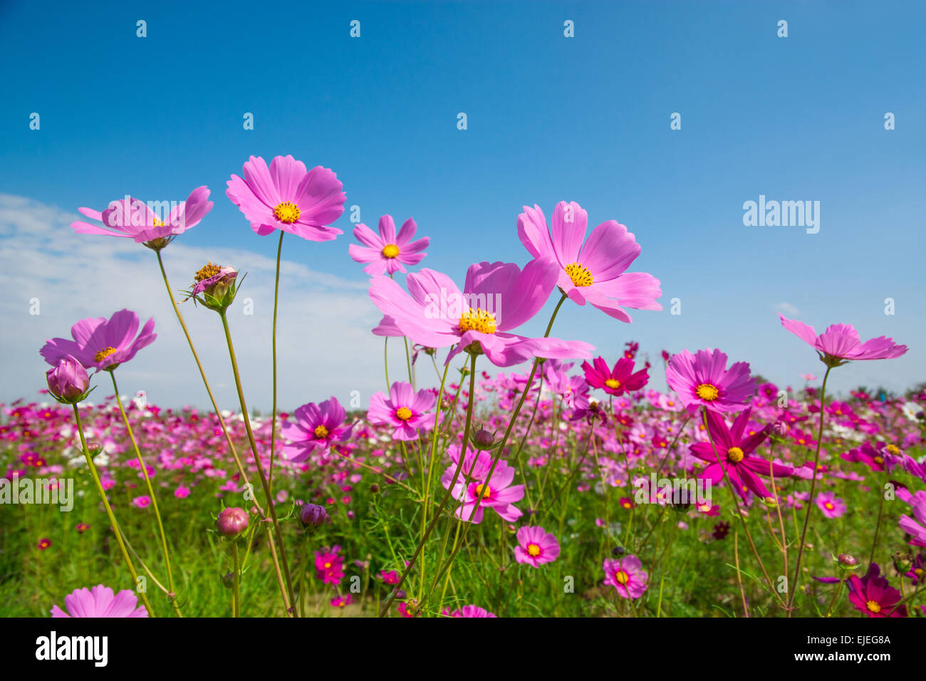 Cosmos flower with blue sky Stock Photo - Alamy