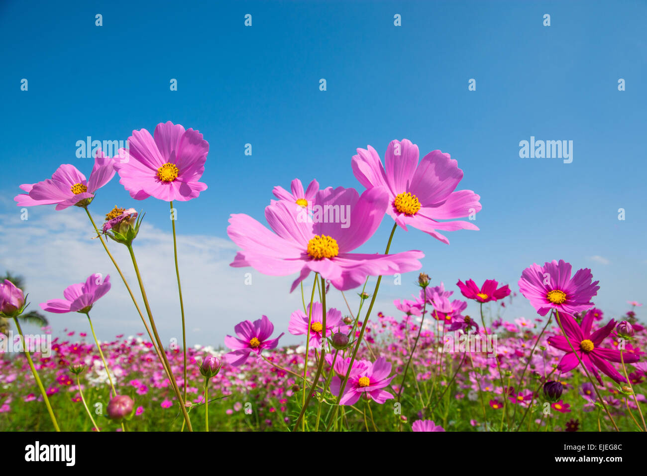 Cosmos flower with blue sky Stock Photo - Alamy