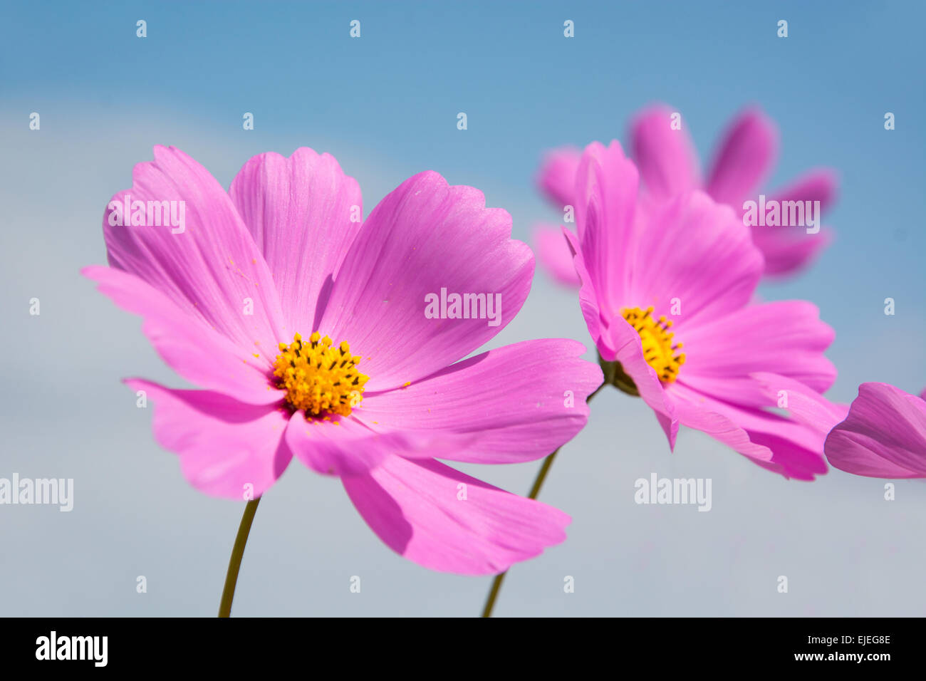 Cosmos flower with blue sky Stock Photo - Alamy