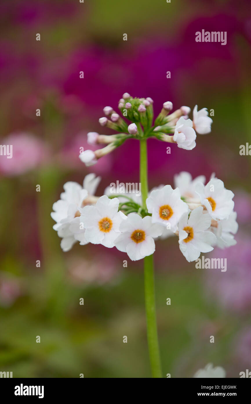 Candelabra primula hi-res stock photography and images - Alamy