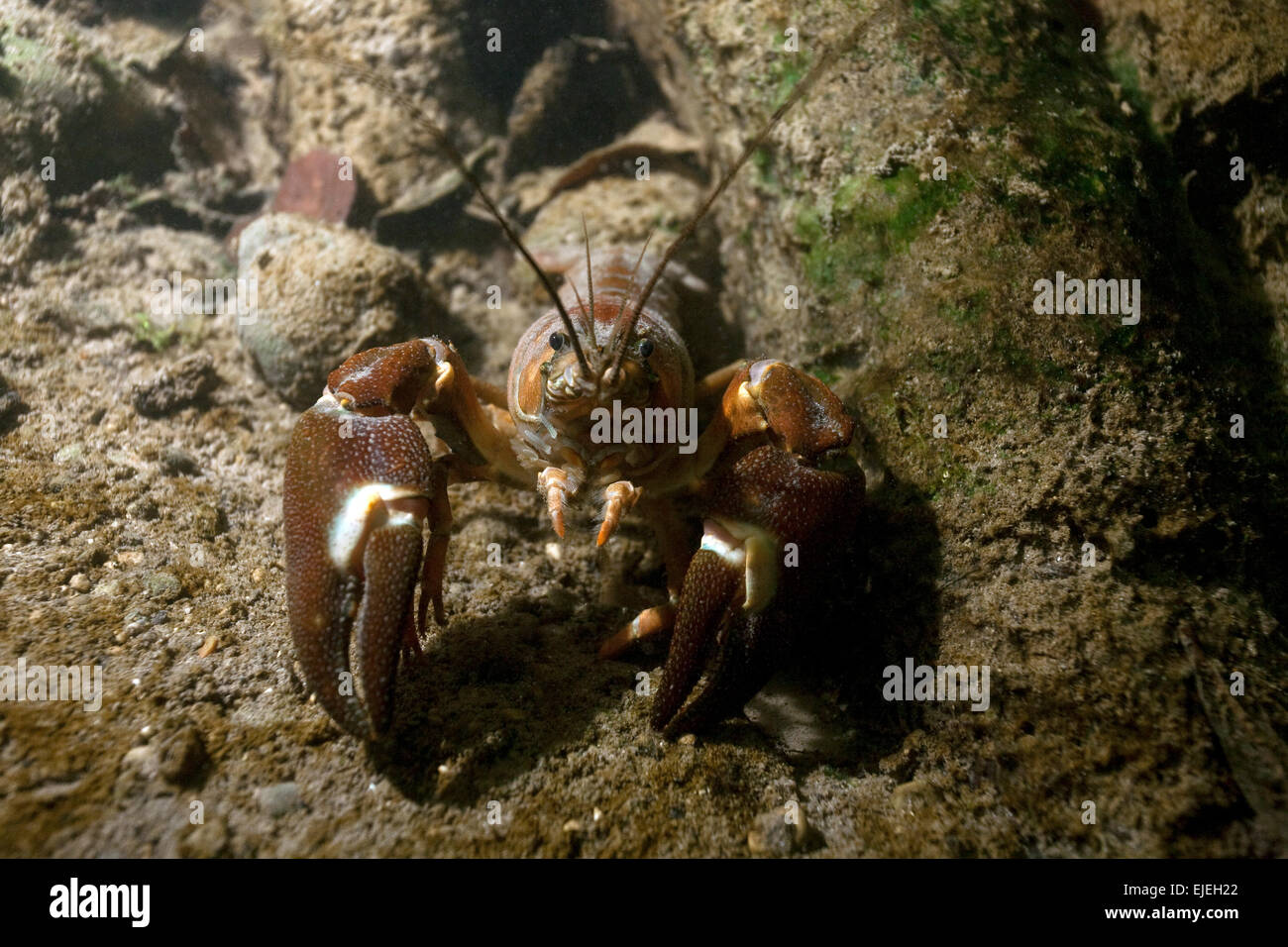 Signal crayfish (Pacifastacus leniusculus) in a mussel field, River ...