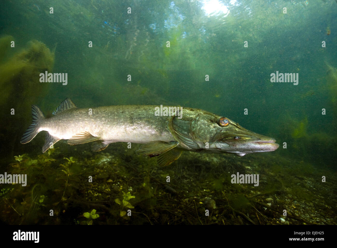 Northern pike (Esox lucius), Echinger Weiher, Bavaria, Germany Stock ...