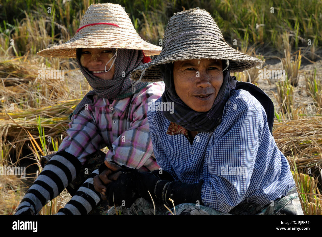 Women in rice field hi-res stock photography and images - Alamy