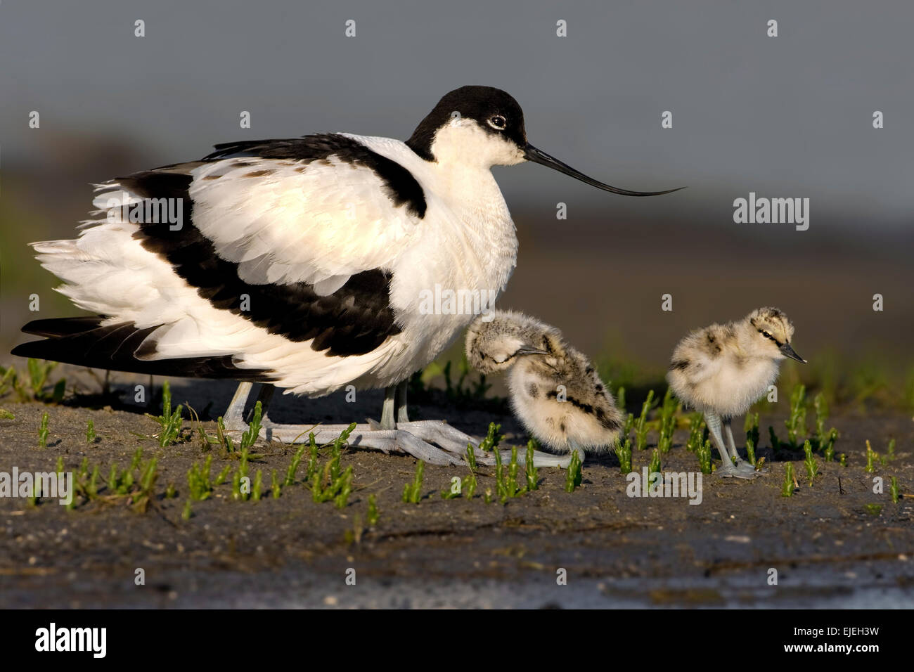 Pied avocet (Recurvirostra avosetta) with young, Texel, West Frisian ...
