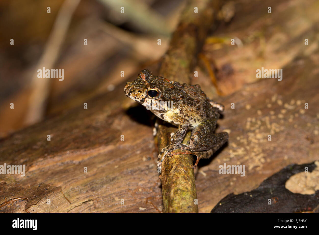 Gephyromantis frog (Gephyromantis ssp.), Nosy Mangabe, northeastern ...