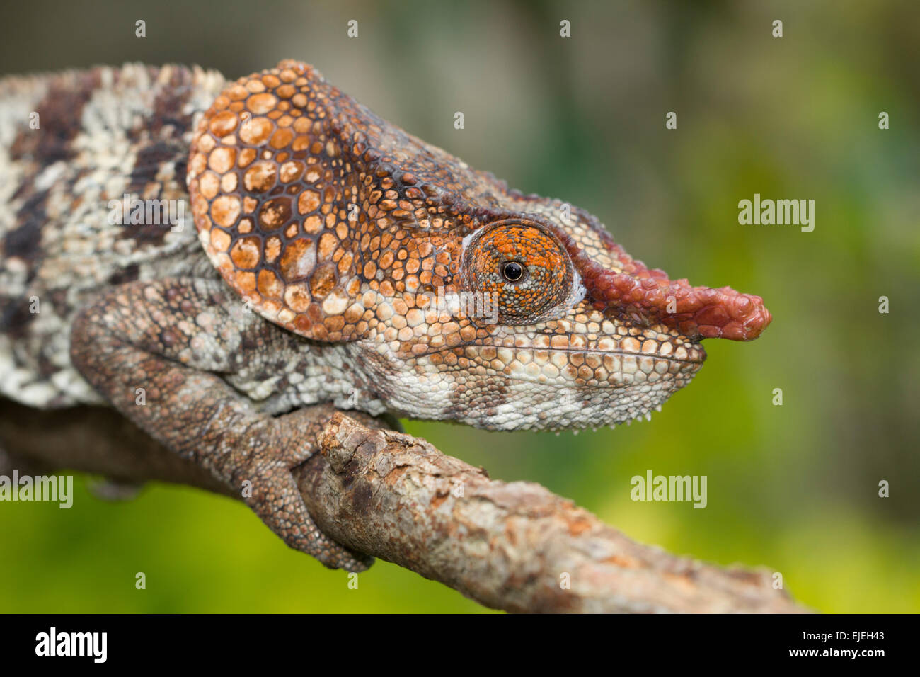 Short-horned Chameleon (Calumma brevicornis), male, near the rainforest ...