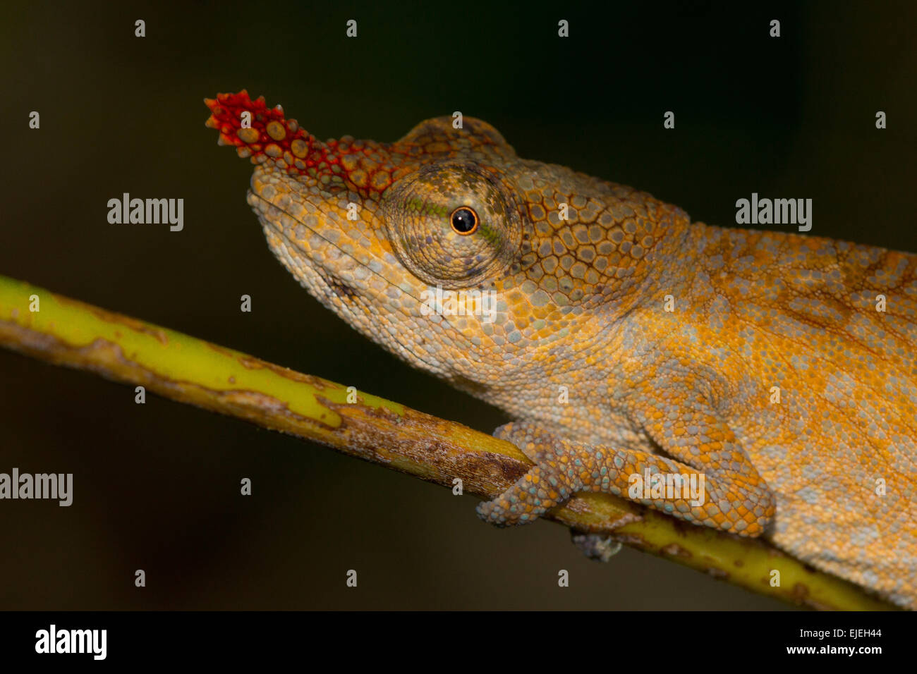 Blade Chameleon (Calumma gallus), female, rain forests of Andasibe ...