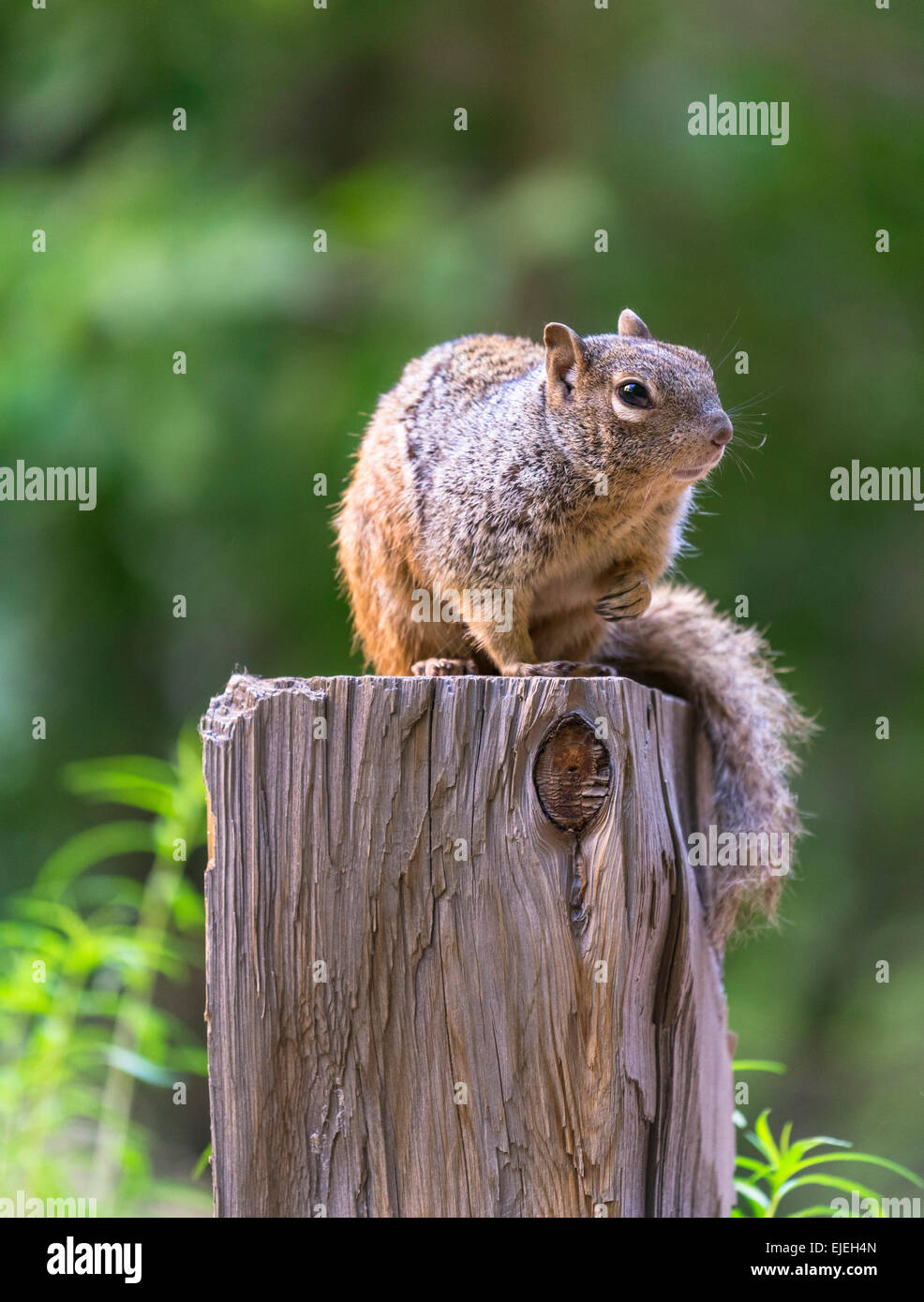 Rock Squirrel (Spermophilus variegatus), Zion National Park, Utah ...