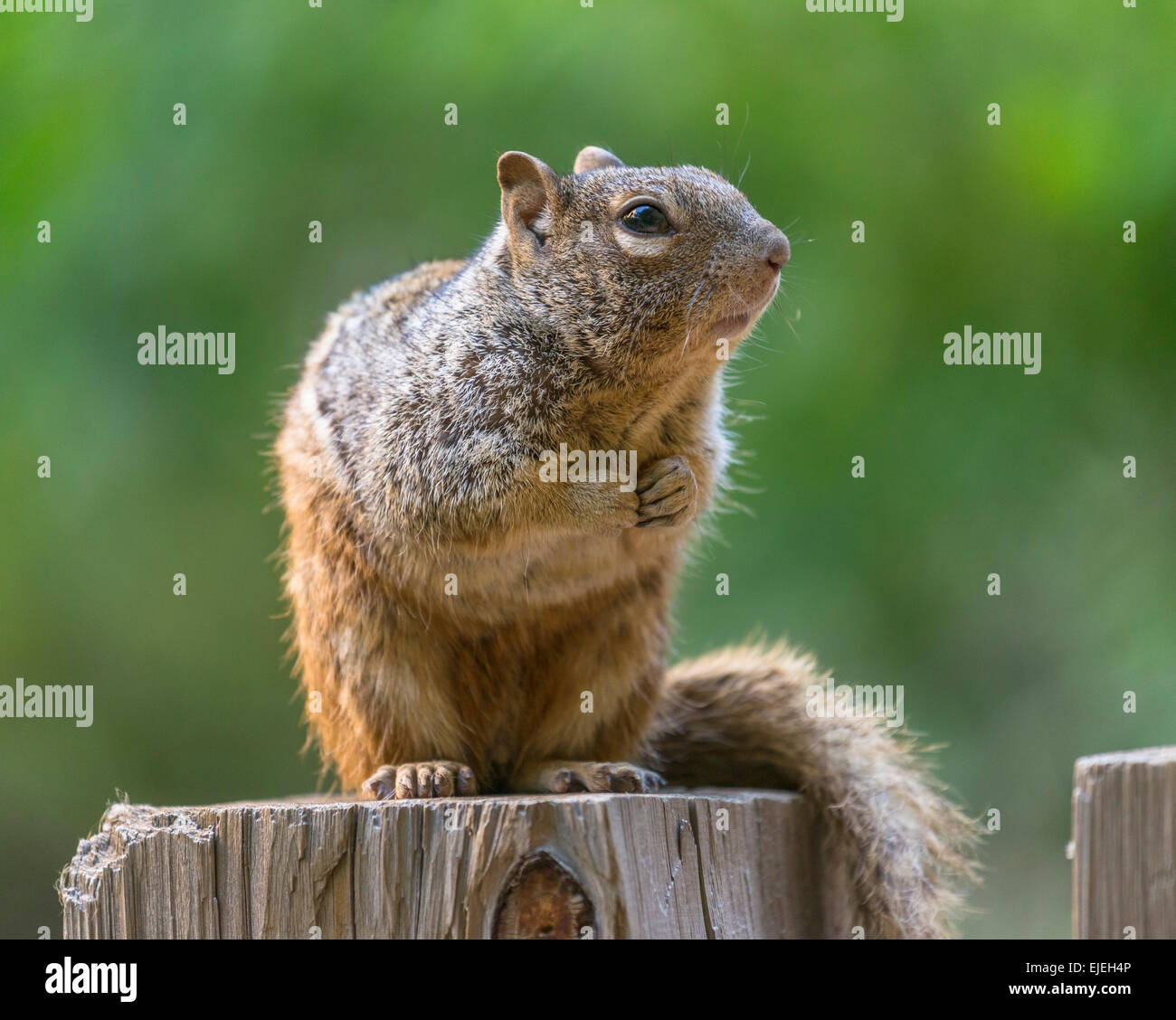 Rock Squirrel (Spermophilus variegatus), Zion National Park, Utah ...