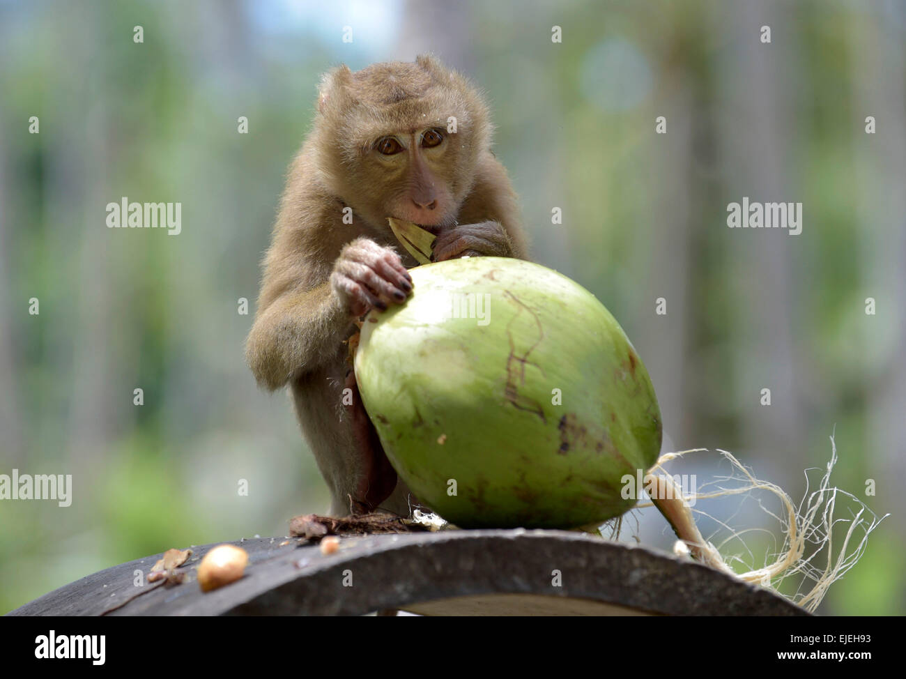 Northern pig-tailed macaque (Macaca leonina) peeling a coconut, Lamai ...