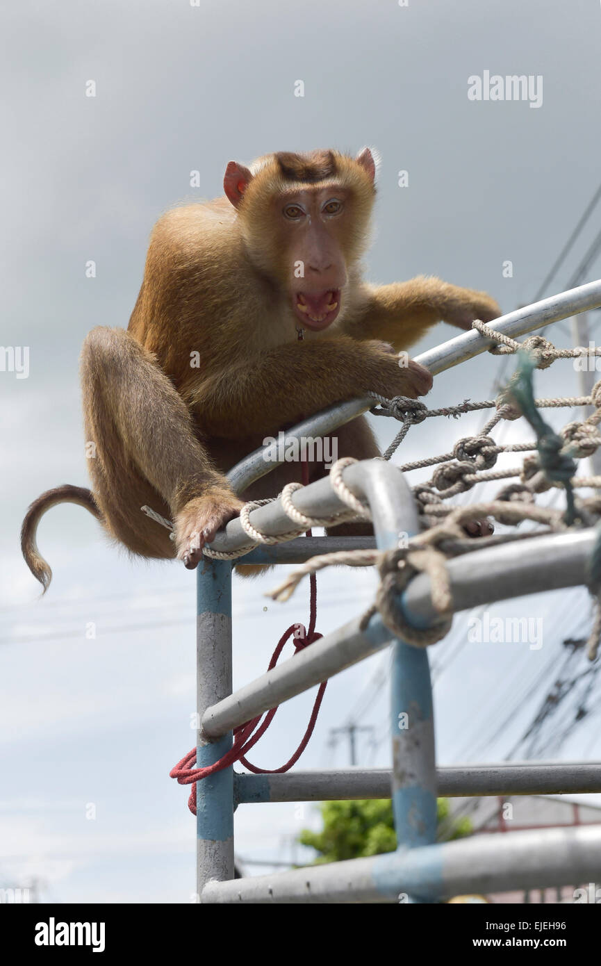 Tied Northern pig-tailed macaque (Macaca leonina) sitting on a railing ...