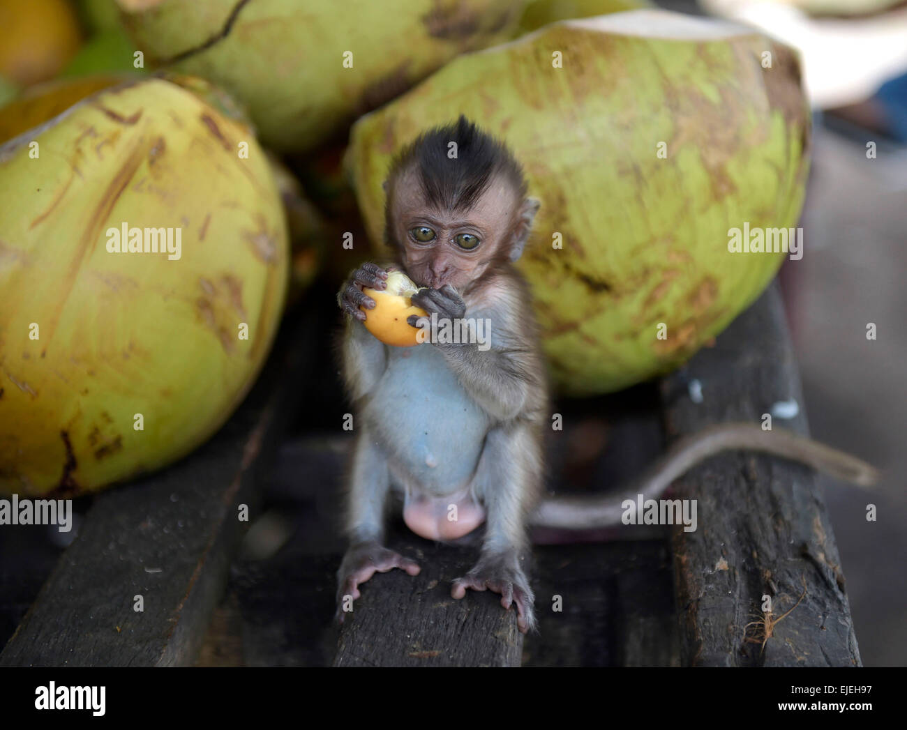 Young Northern pig-tailed macaque (Macaca leonina) eating a fruit ...