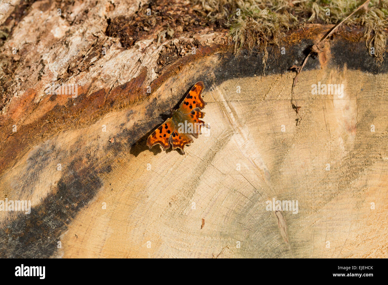 Butterfly on log hi-res stock photography and images - Alamy