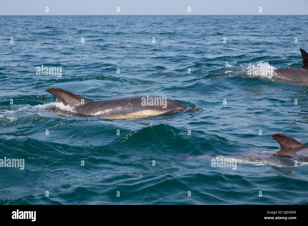Common Dolphin; Delphinus delphis; Summer; Cornwall; UK Stock Photo - Alamy