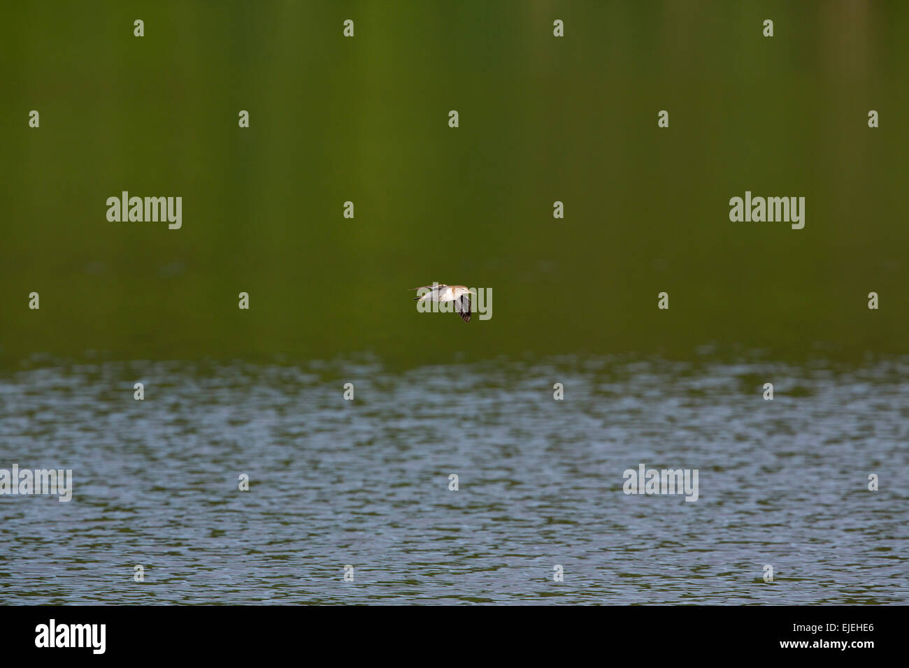 Common sandpiper flight hi-res stock photography and images - Alamy