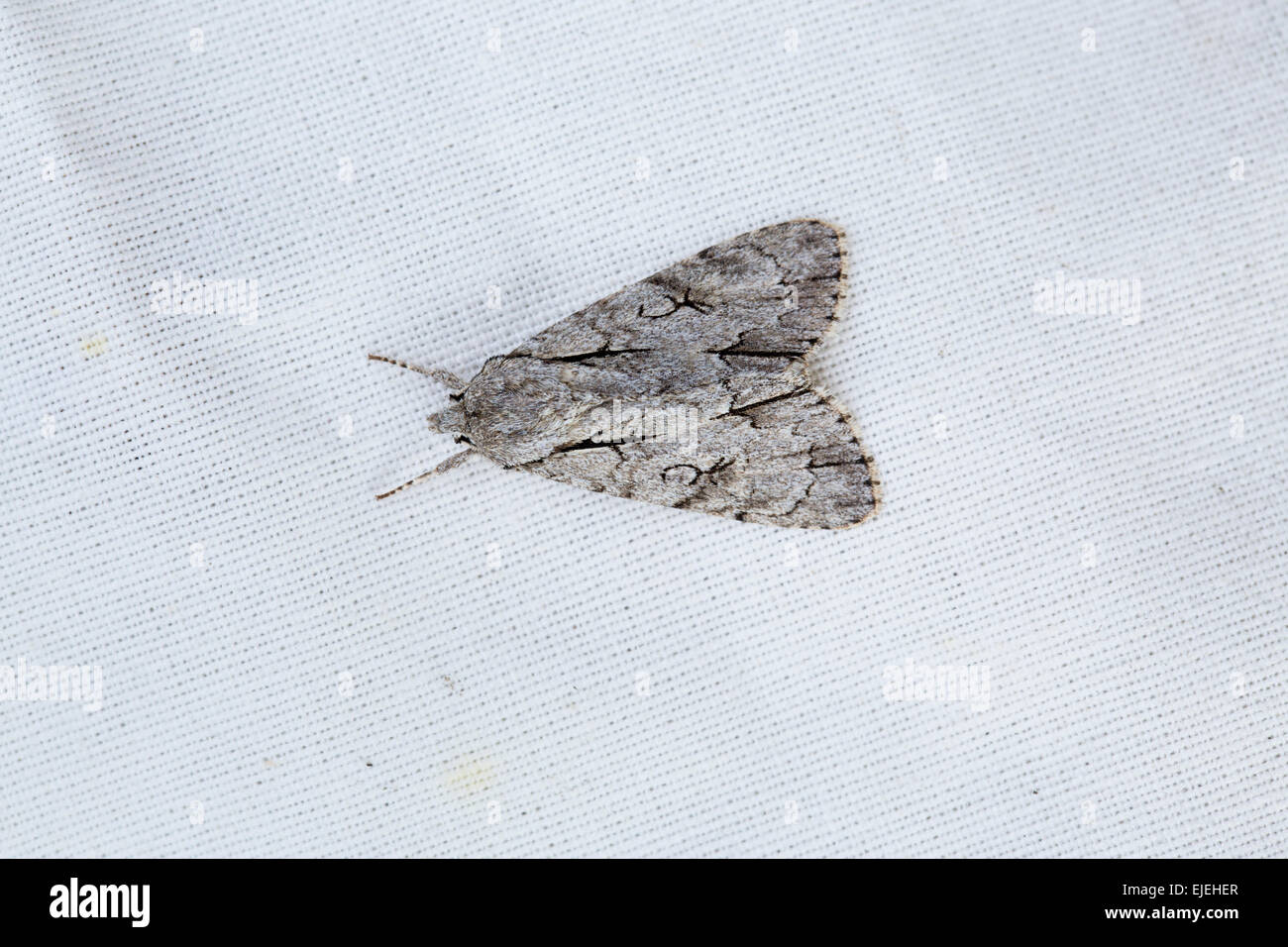 Dagger moth hi-res stock photography and images - Alamy