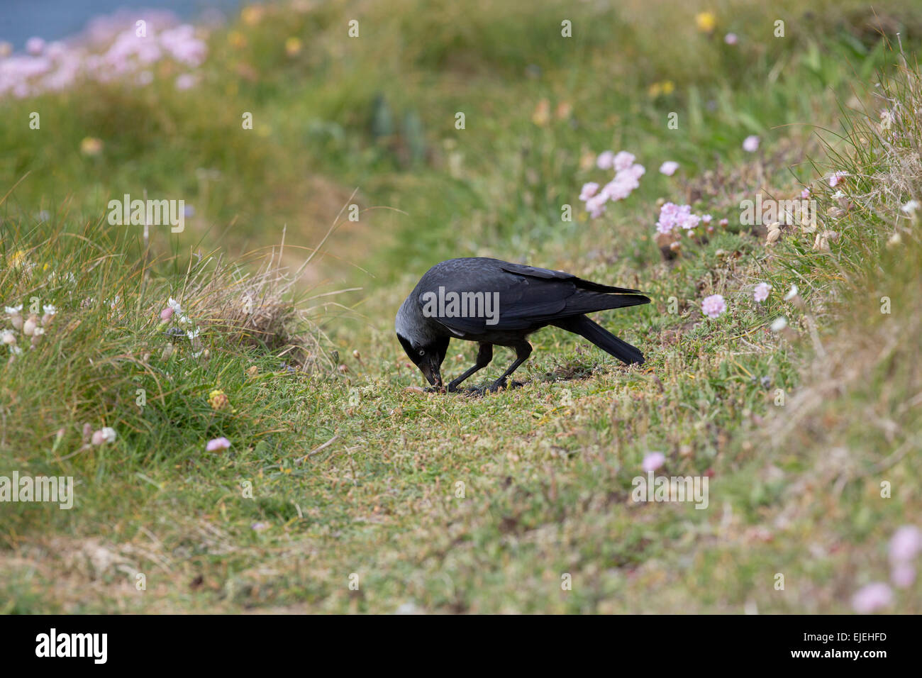 Slow worm eating uk hi-res stock photography and images - Alamy