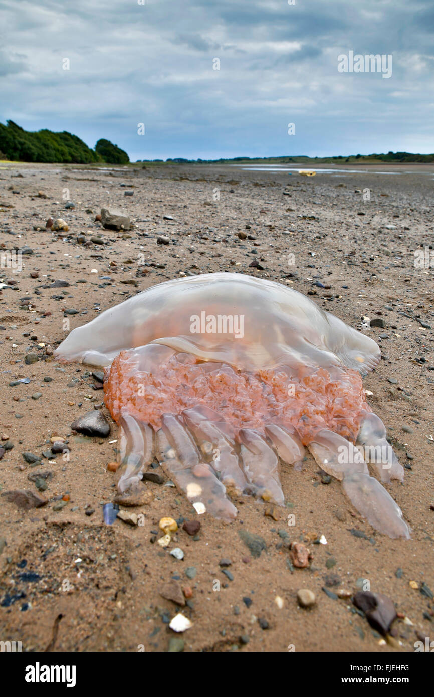 Jellyfish Stranded on the Shore Ravenglass; UK Stock Photo - Alamy