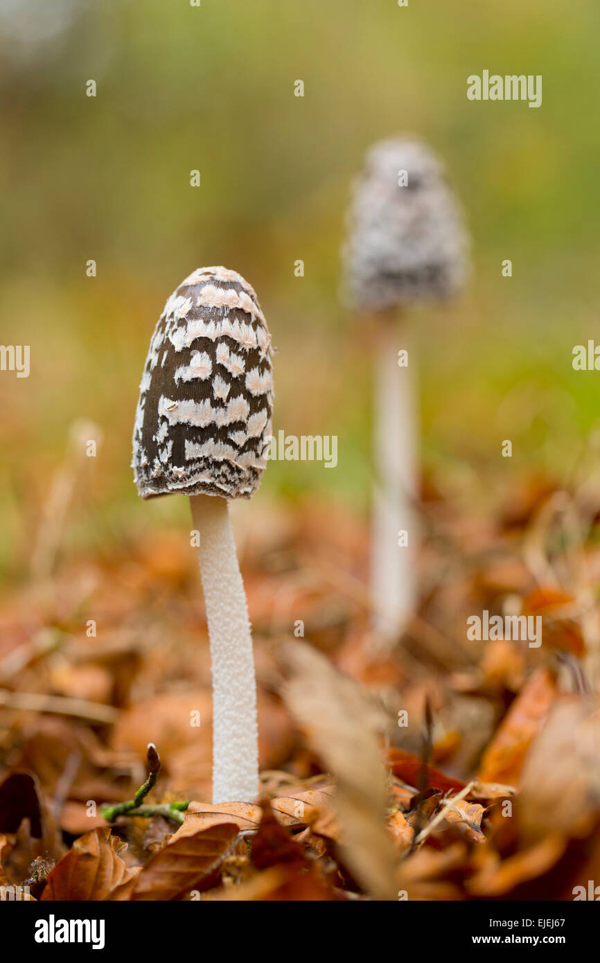 Magpie inkcap mushroom hi-res stock photography and images - Alamy