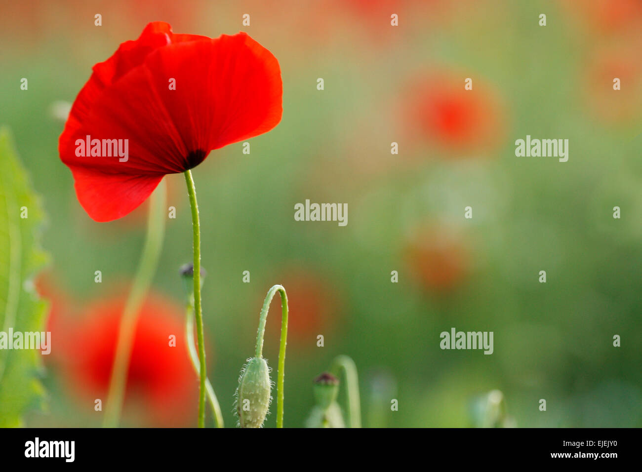 Portrait of red poppies Stock Photo - Alamy