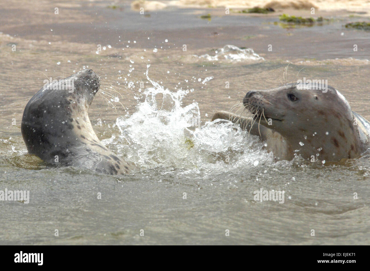 Two seals playing in the surf Stock Photo - Alamy