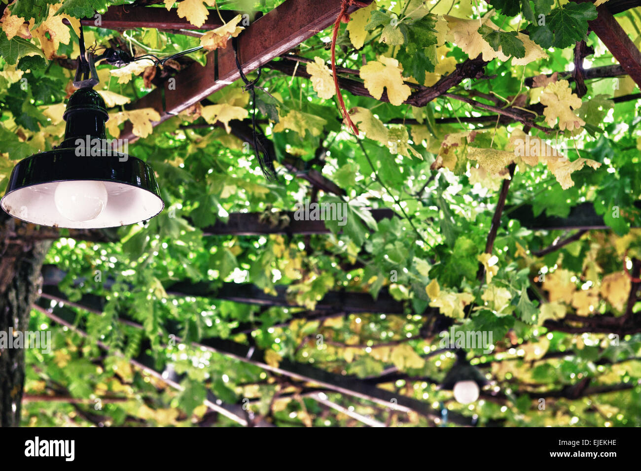 Tree ceiling High Resolution Stock Photography and Images - Alamy