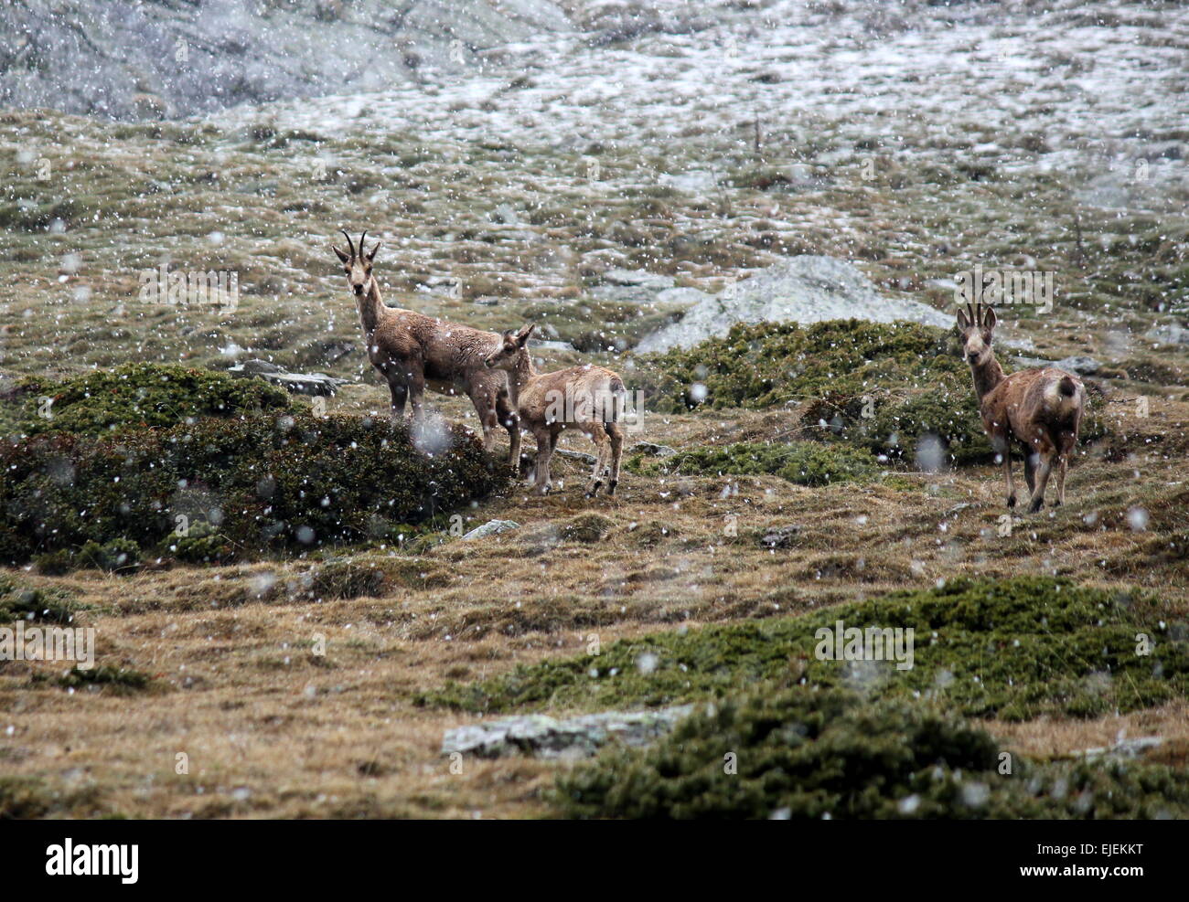 Three Alpine ibexes (Capra ibex) in the high mountains, snow falling ...