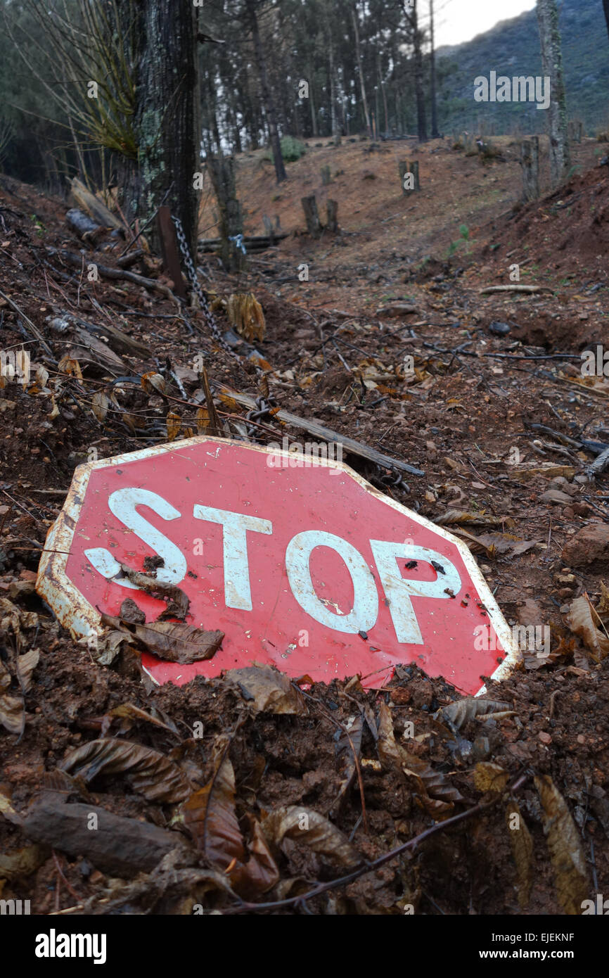 Stop sign in front of Chestnut forest, deforestation due to Asian ...