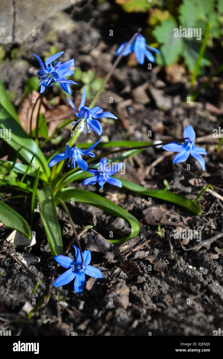 Blue snowdrops coming out to meet the sun and spring Stock Photo - Alamy