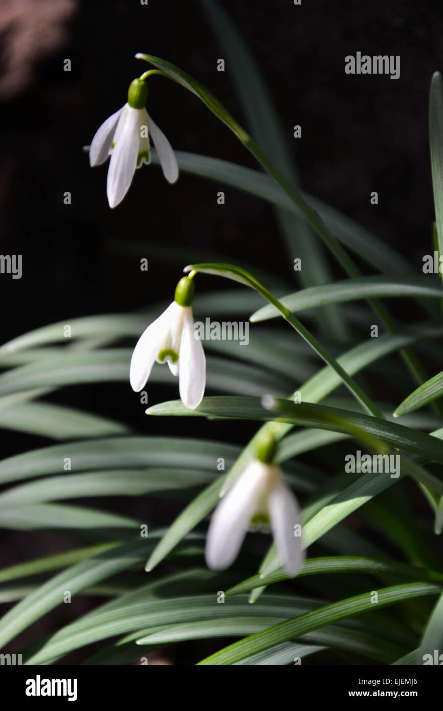 Three flowers of snowdrops hi-res stock photography and images - Alamy