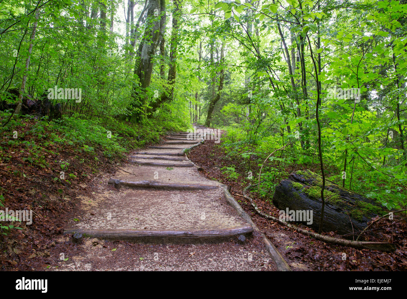 Beautiful green forest in national park Plitvica, Croatia Stock Photo ...