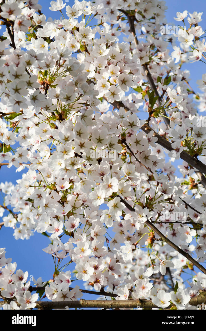 Sakura - a white cherry tree is blooming Stock Photo - Alamy