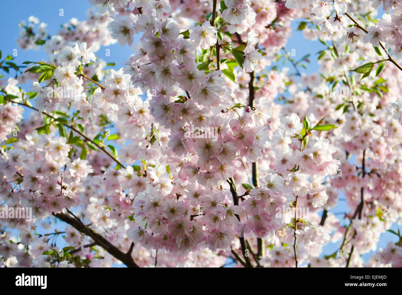Wonderful light pink Sakura Stock Photo - Alamy
