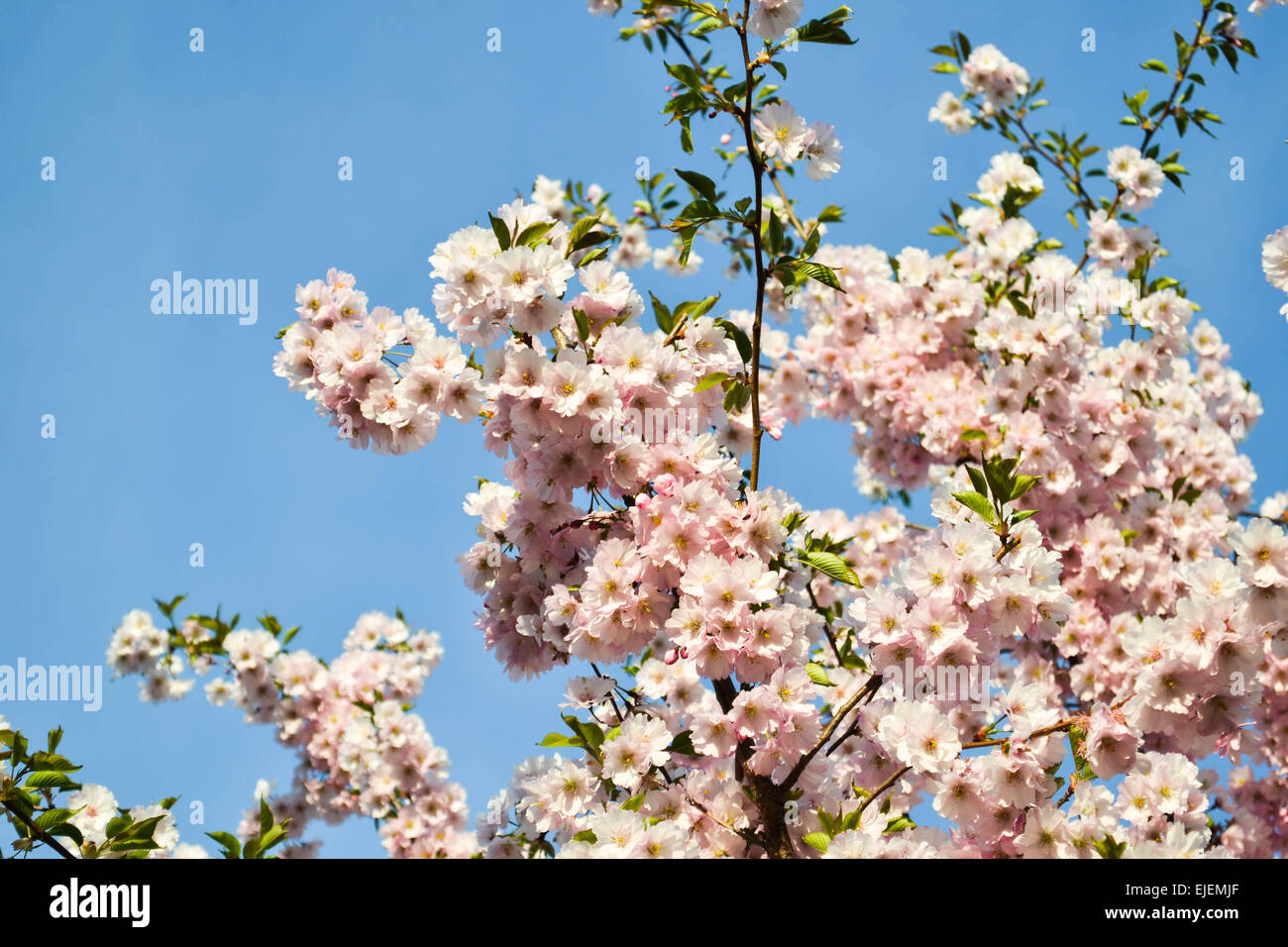 Sakura - a pink cherry tree is blooming Stock Photo - Alamy