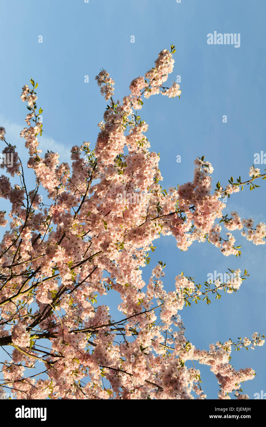 Huge cherry tree hi-res stock photography and images - Alamy