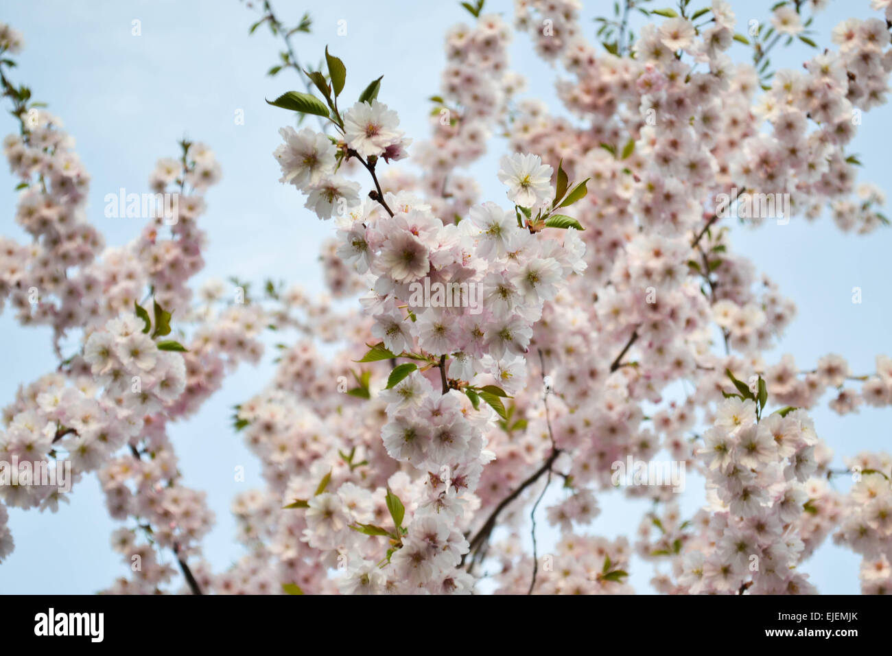 Sakura - a light pink cherry tree is blooming Stock Photo - Alamy