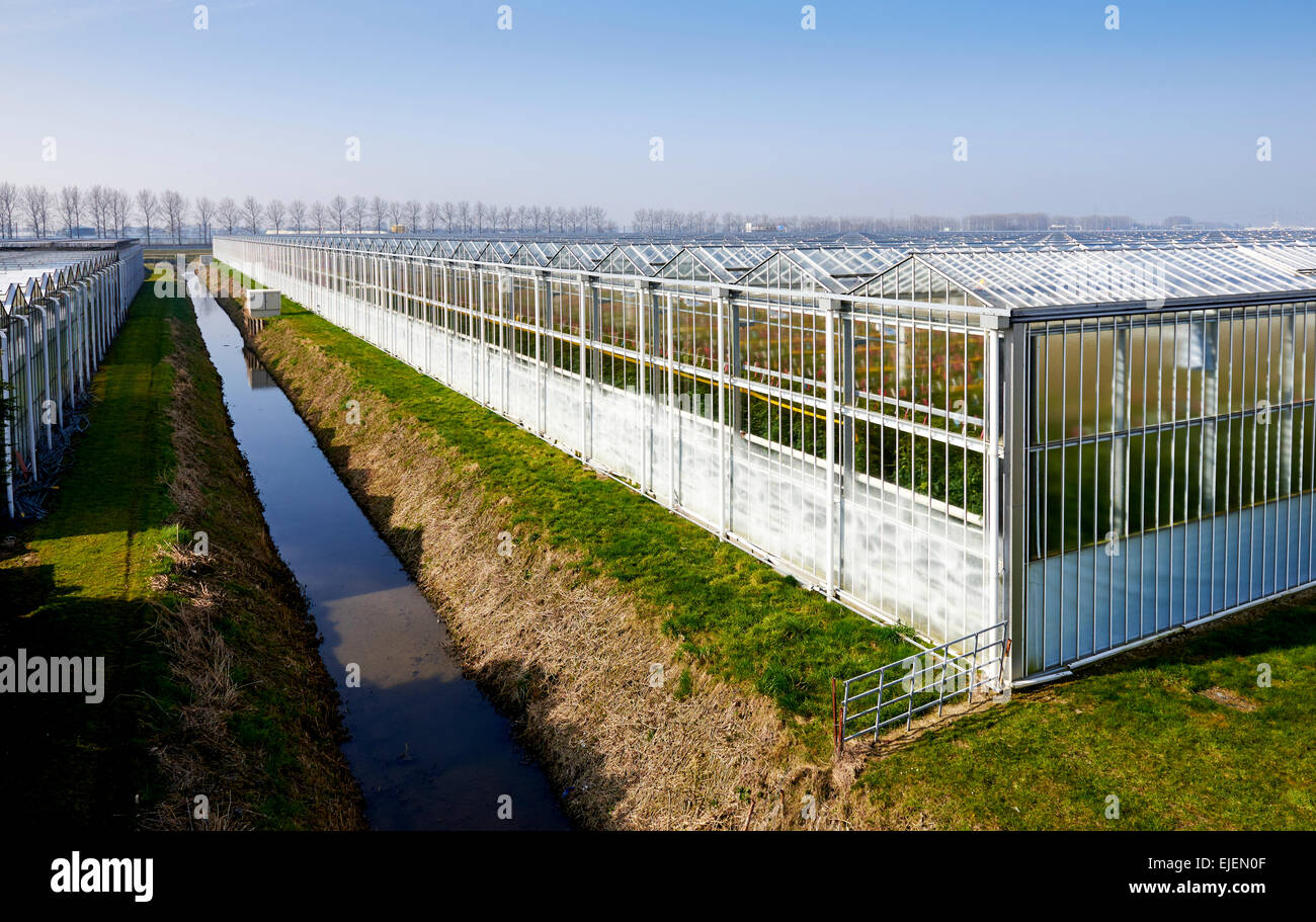Greenhouses holland hi-res stock photography and images - Alamy