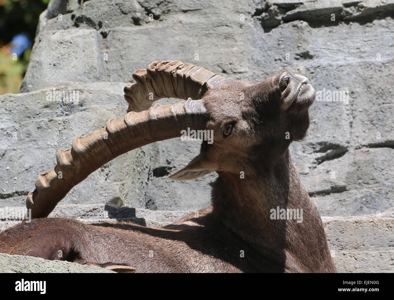 Male ibexes hi-res stock photography and images - Alamy