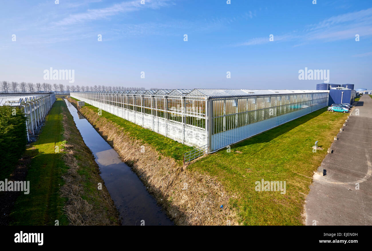 Horticulture, greenhouses in the Netherlands Stock Photo - Alamy