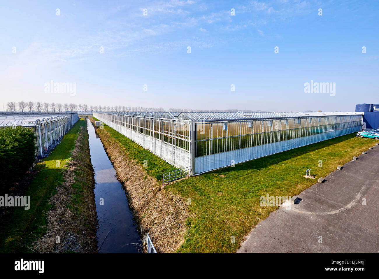 Horticulture, greenhouses in the Netherlands Stock Photo - Alamy